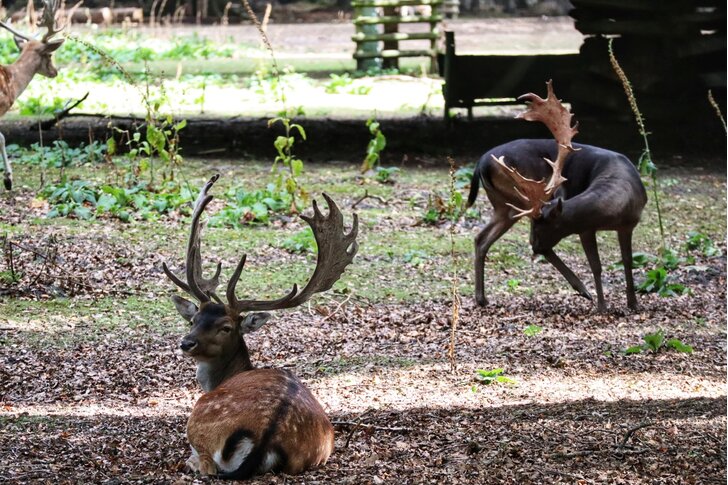 Rettet den Wildpark im Burgwald Dinklage! - Online-Petition